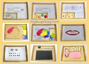 Blogs – MY BUGS' TRAY